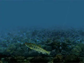 Descargar Fish Eyes. Juego portable y gratuito